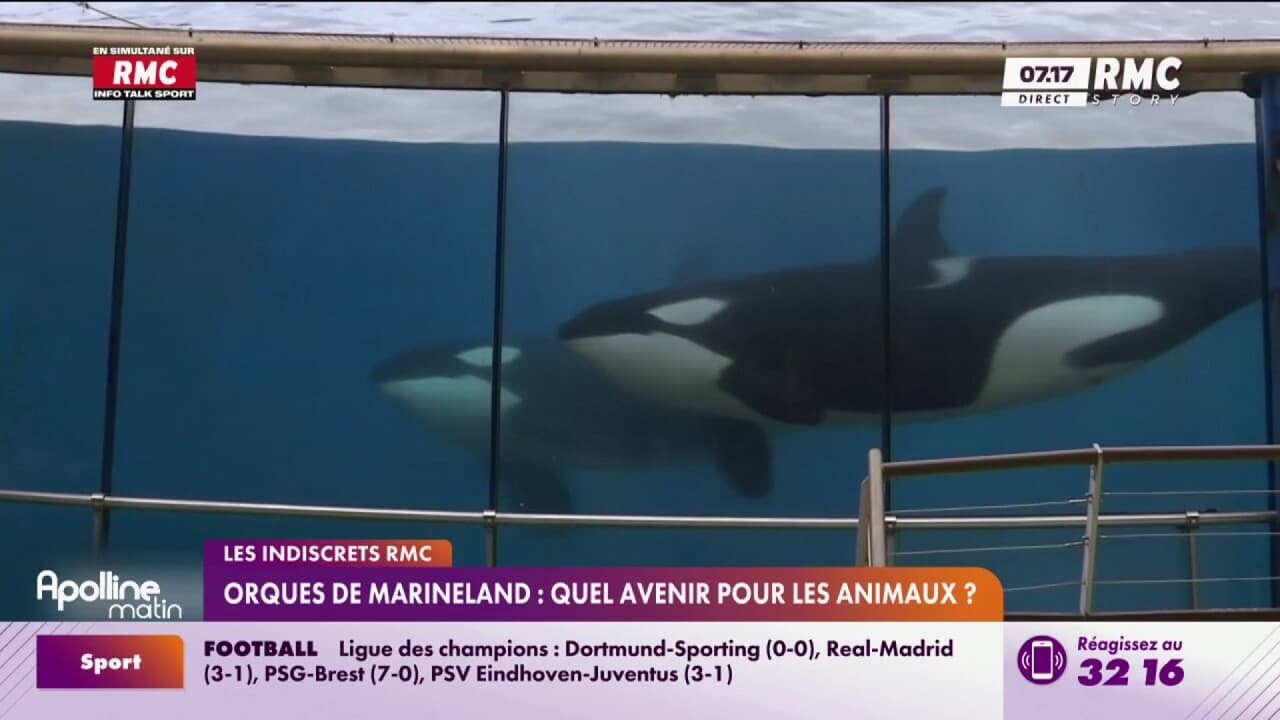 Orques de Marineland : quel avenir pour les animaux?