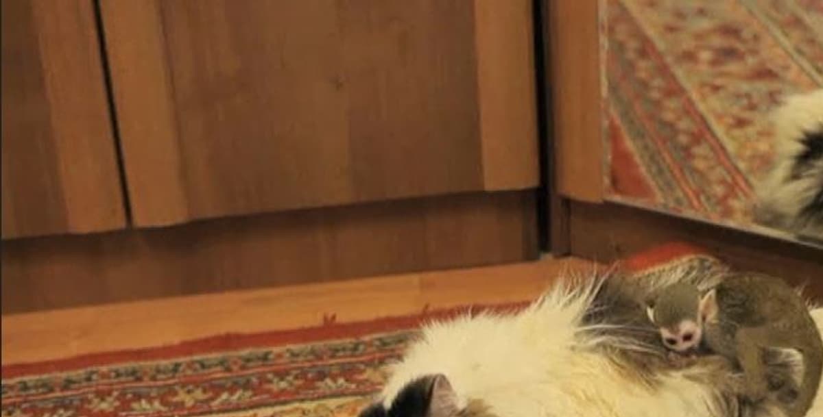 Quand un chat adopte un bébé singe