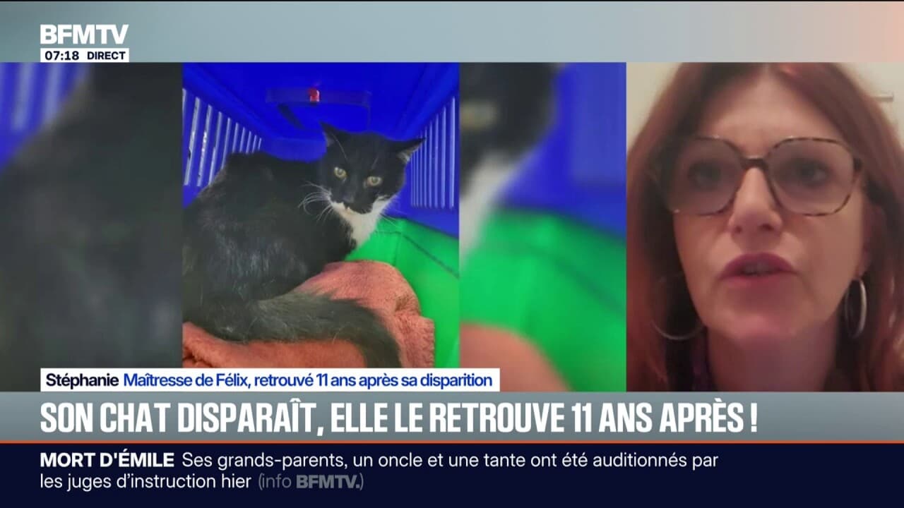 "Au début j'ai cru que c'était une blague": elle retrouve son chat 11 ...