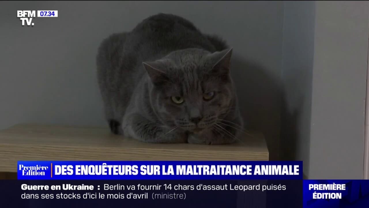 Maltraitance animale: 23.900 dossiers traités l'an dernier, les chiens ...