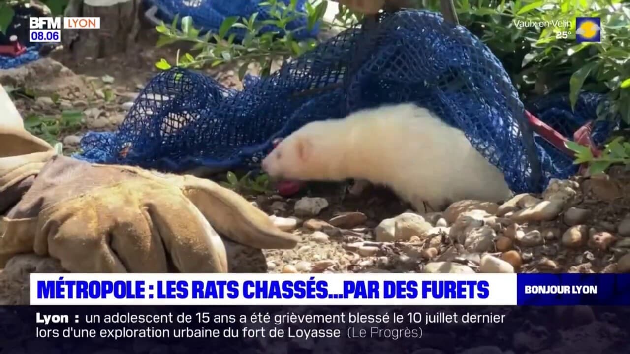 Métropole de Lyon: des furets pour chasser les rats