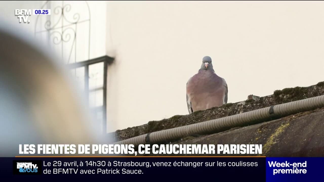 Paris: les fientes de pigeons en hausse avec l'arrivée des beaux jours