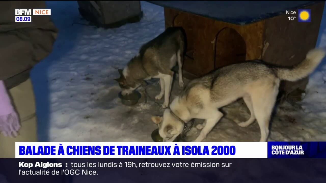 Alpes-Maritimes: à la découverte de la balade en chiens de traineaux à ...