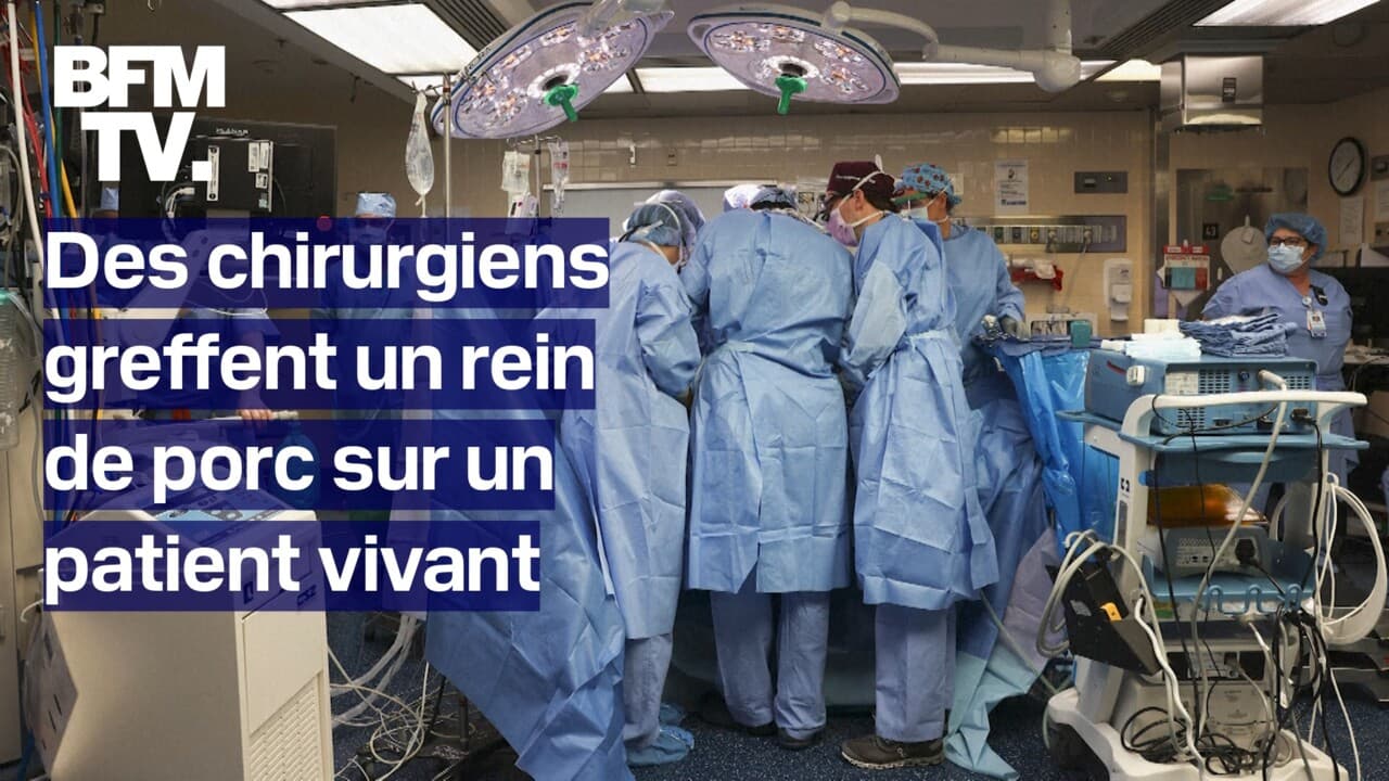 États-Unis: des chirurgiens transplantent un rein de porc sur un ...