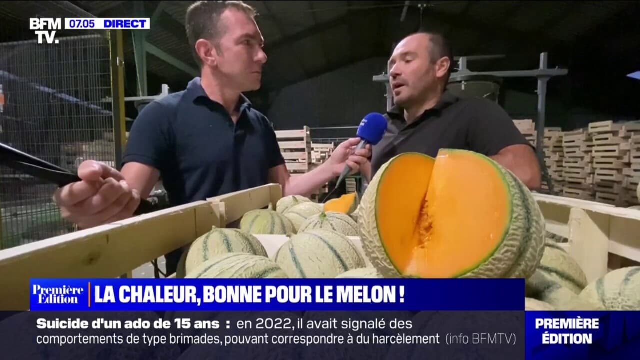 Les températures chaudes de ce début septembre sont une bonne nouvelle pour les melons du Haut ...