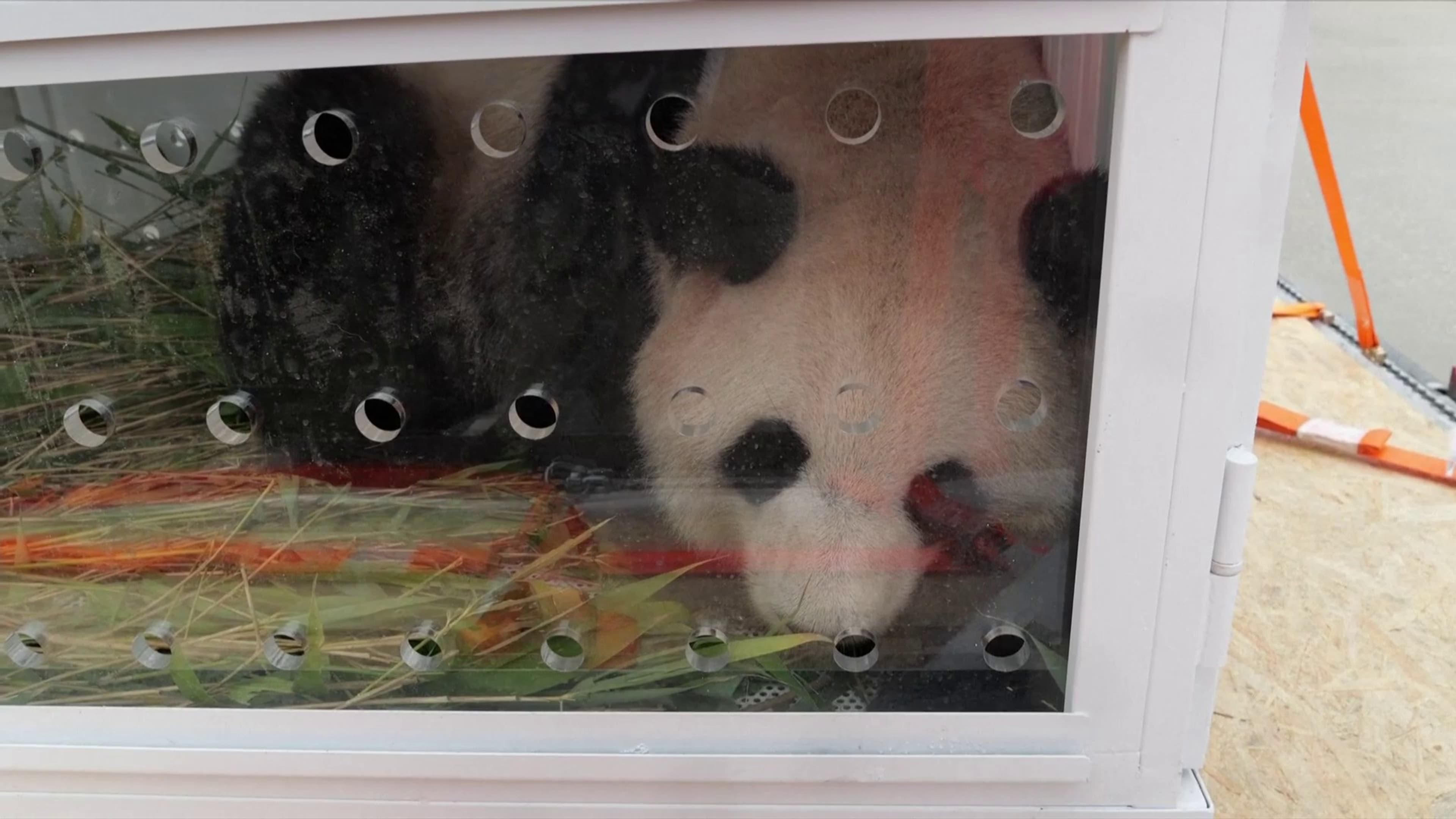 Les images du départ du couple de pandas du zoo de Beauval qui a ...
