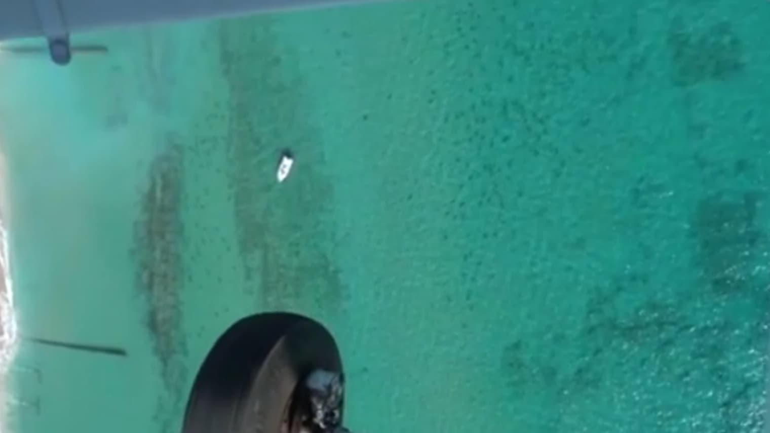 Floride: plus de 10.000 requins à quelques mètres de la plage