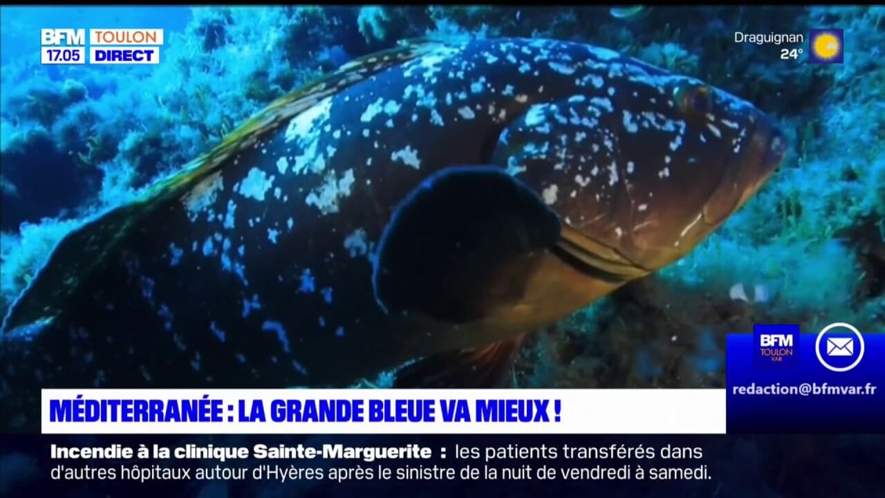Des espèces rares et poissons en voie de disparition repérés en ...