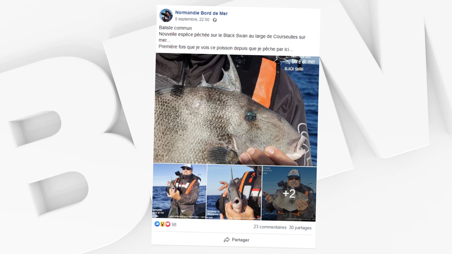 Le baliste, le poisson "mordeur" de Méditerranée, retrouvé en Normandie