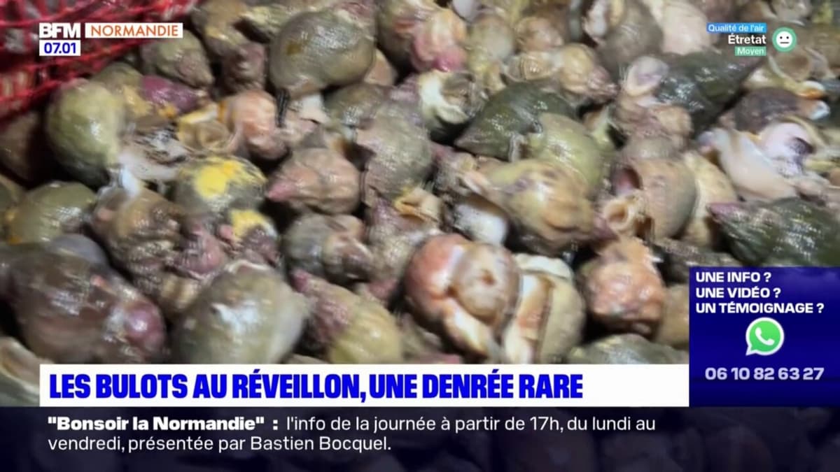 Normandie: les bulots, une denrée rare au réveillon