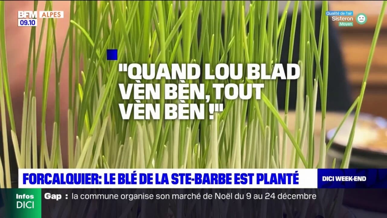 Alpes-de-Haute-Provence: le blé de la Sainte-Barbe est planté