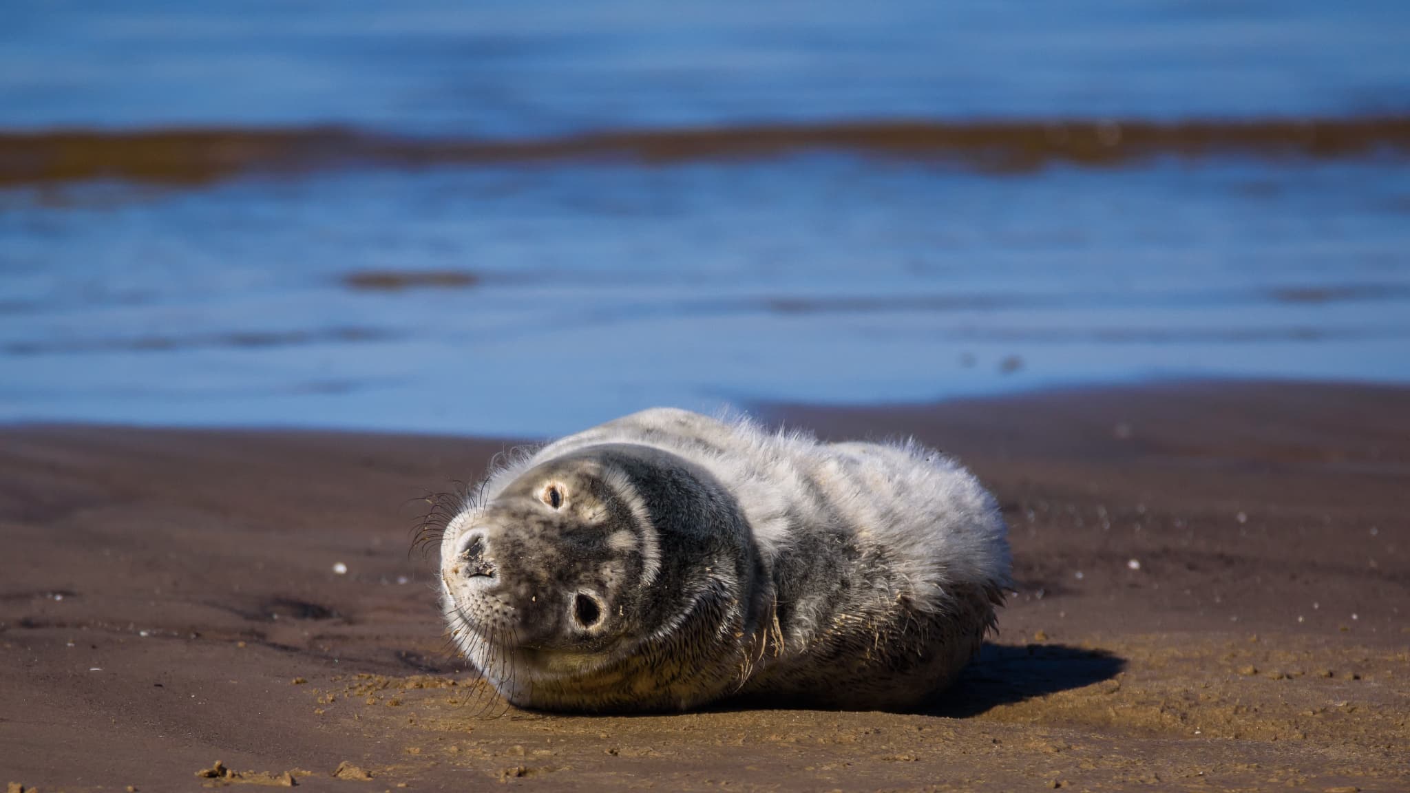 Finistère: un jeune phoque a été retrouvé à bout de forces, échoué sur ...