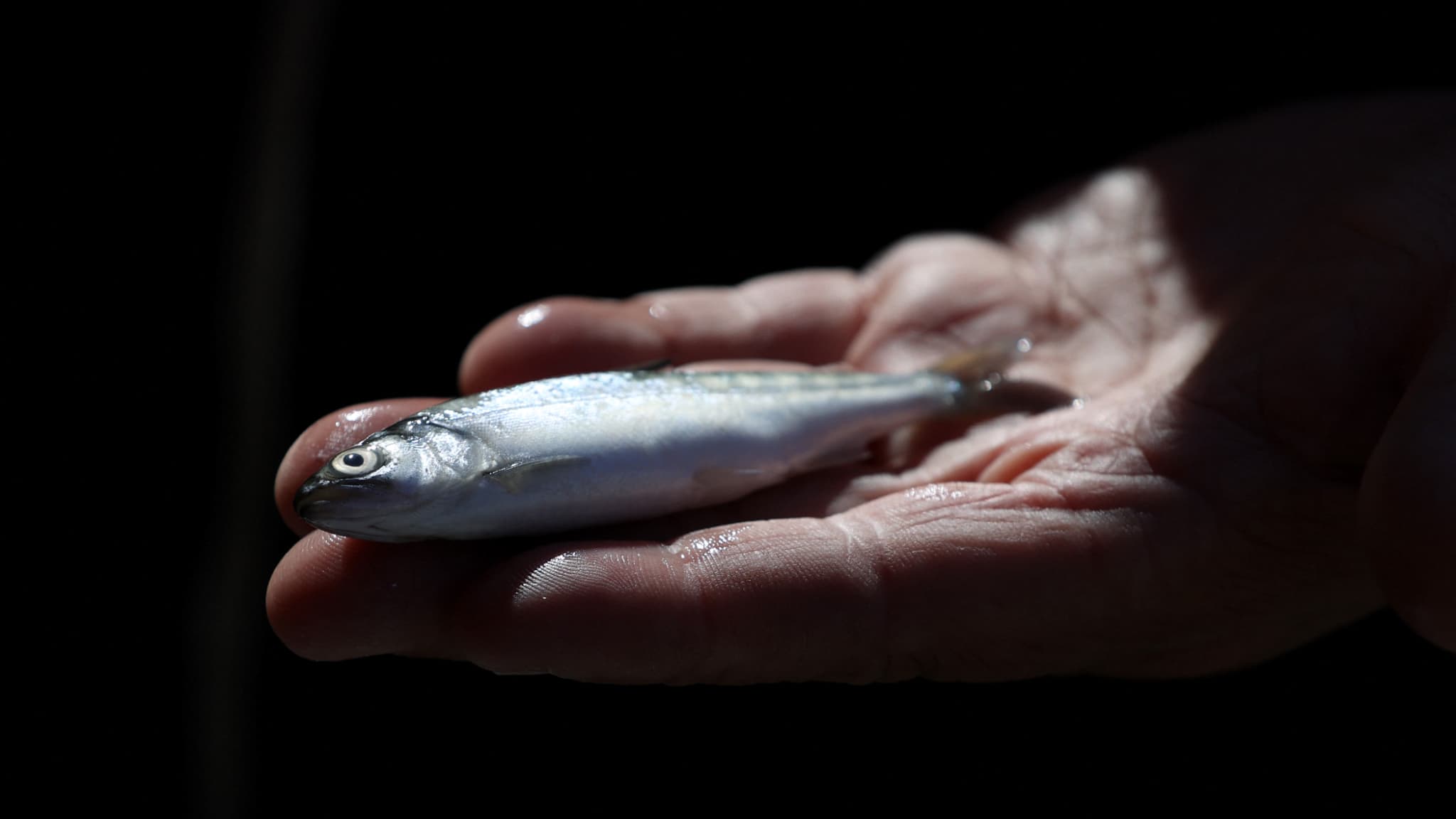"La marchandise est du poisson frais qui se périme très rapidement ...