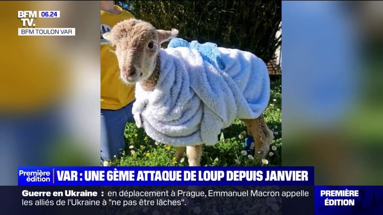 Un mouton domestique tué par un loup dans le Var