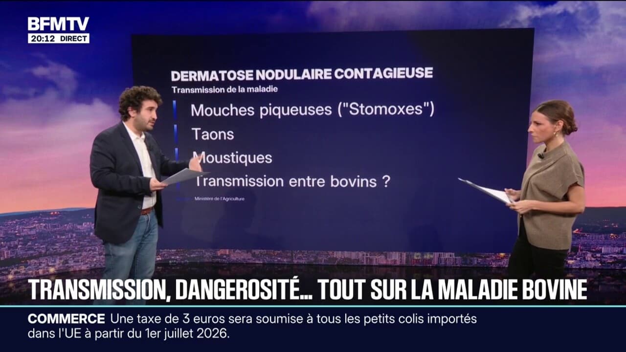 Dermatose nodulaire contagieuse: comment se transmet la maladie et ...