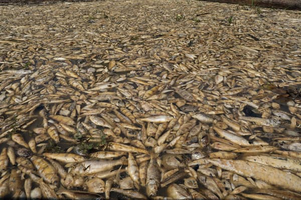 Brésil: le fleuve Amazone touché par la sécheresse, des centaines de ...