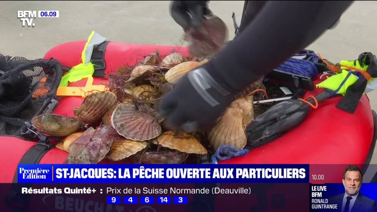 La pêche à la St-Jacques est ouverte aux particuliers à St-Brieuc en ...