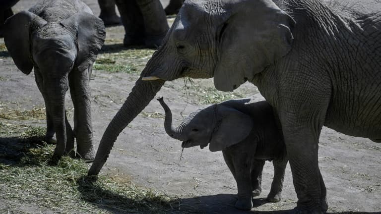 Les éléphants, emblèmes de la Côte d'Ivoire, en voie d'extinction Les éléphants, emblèmes de la Côte d'Ivoire, en voie d'extinction