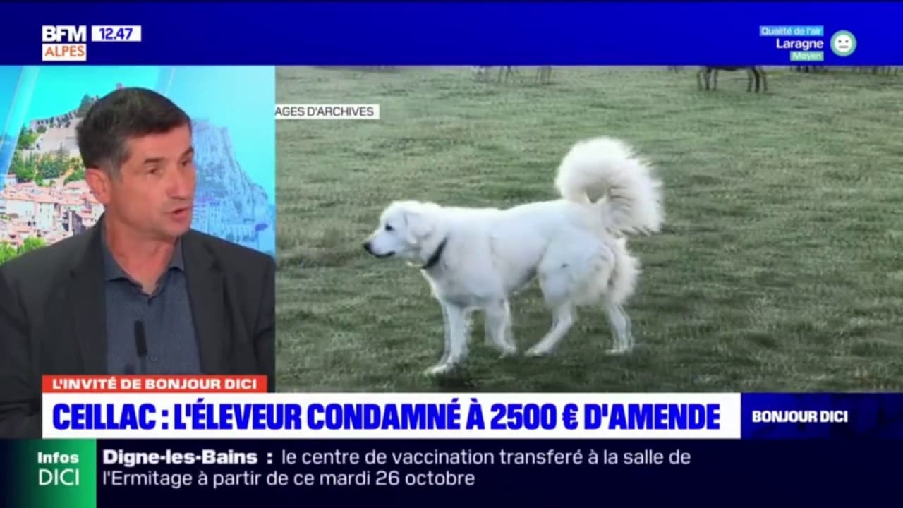 Morsures de patou: pour Éric Lions, président de la chambre d ...