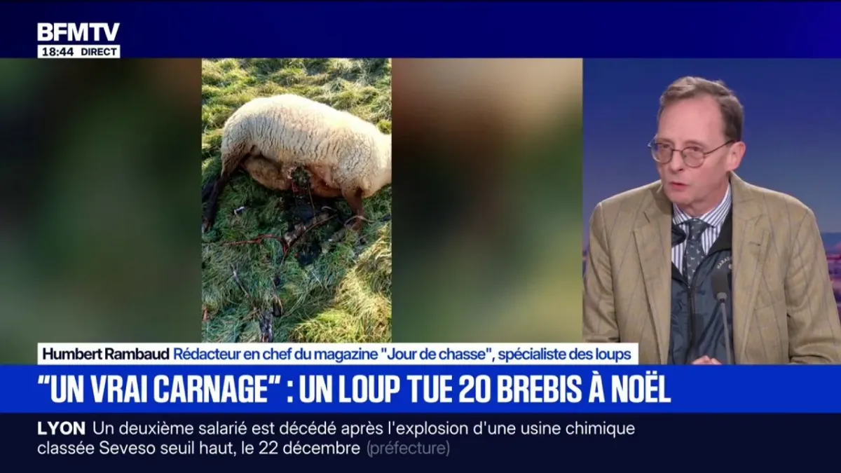 Un loup tue 19 brebis en Haute-Marne: "En moyenne, il y a 1.087 loups ...