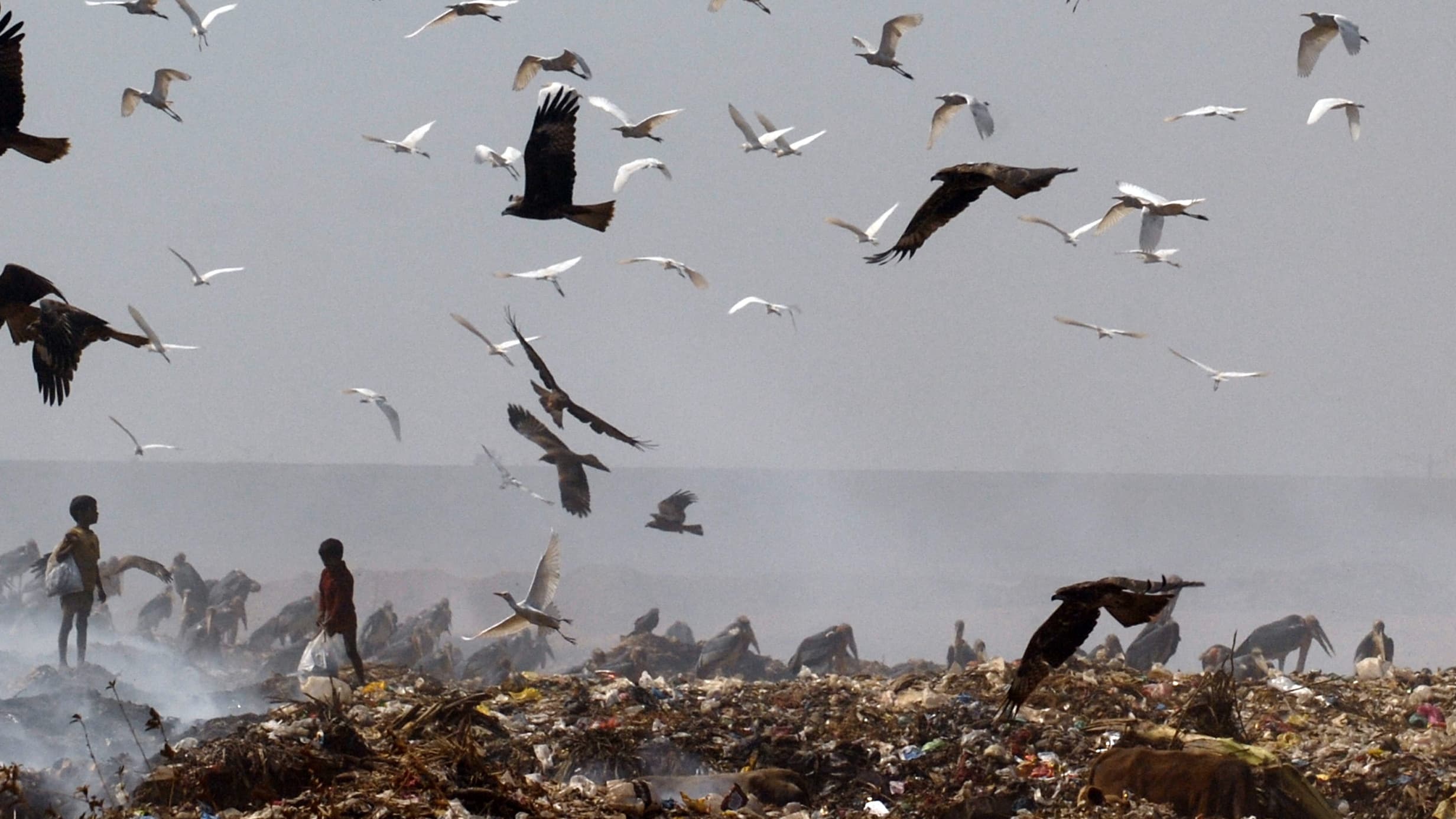 Un million d'espèces sont menacées d'extinction, selon l'ONU