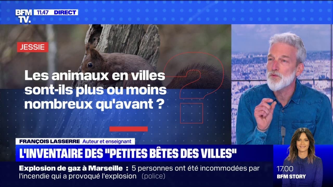Les animaux en villes sont-ils plus ou moins nombreux qu'avant ...