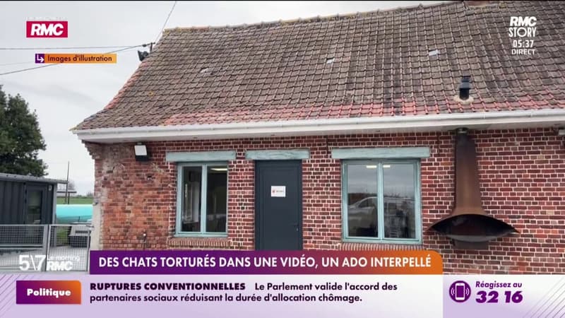 Des chats torturés dans une vidéo, un ado interpellé