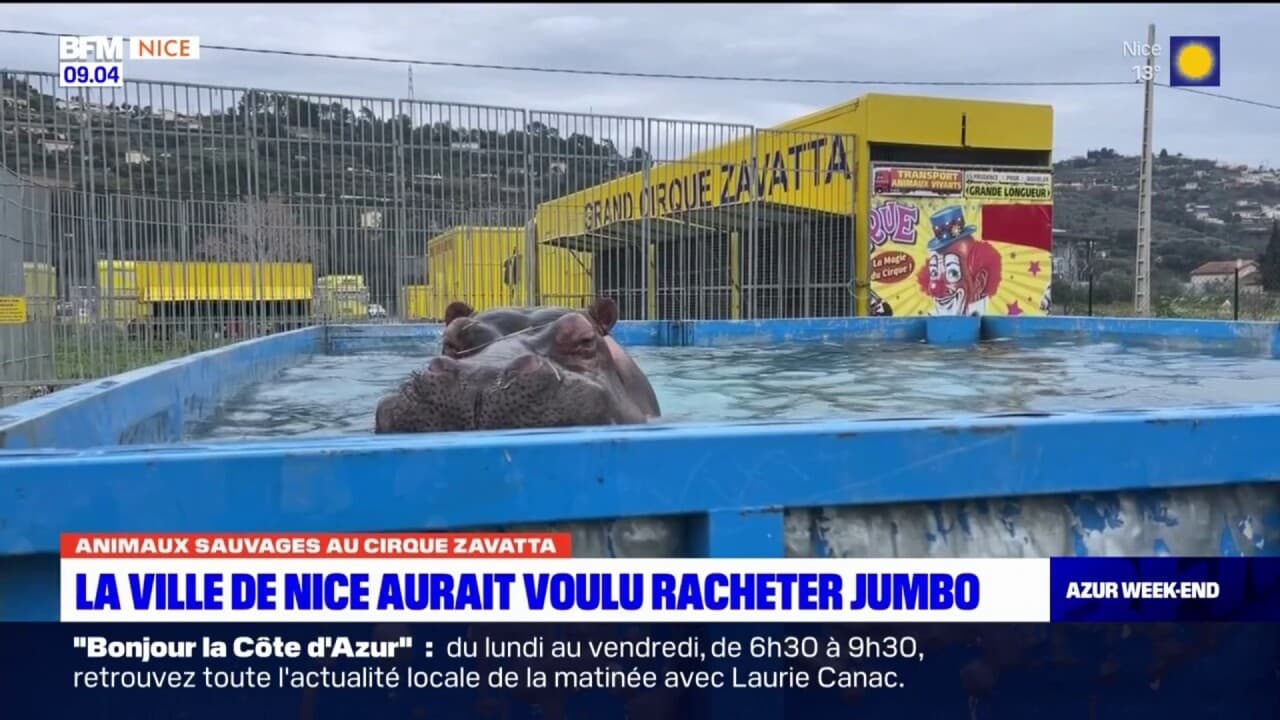 Cirque Zavatta à Nice: la municipalité était "prête" à racheter Jumbo l ...