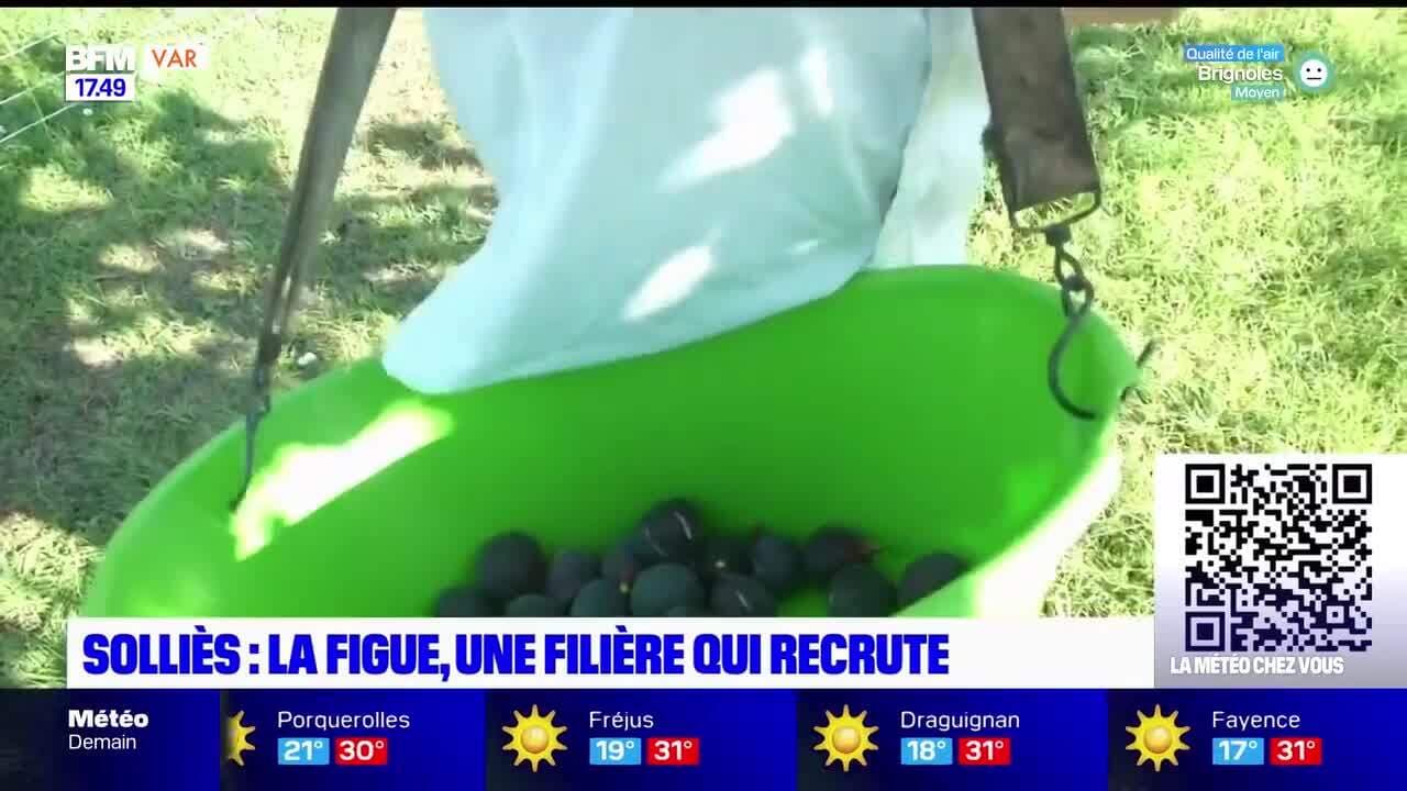 C Votre Emploi: La figue, une filière qui recrute