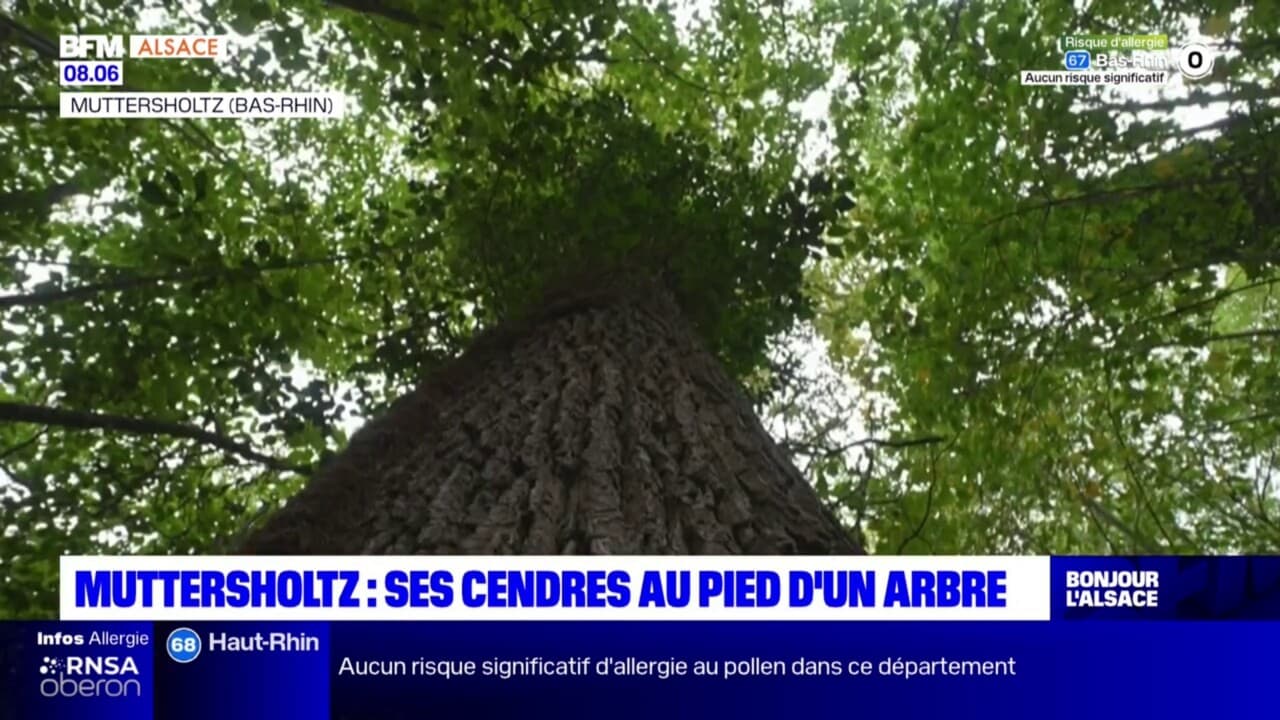 Muttersholtz: ses cendres au pied d'un arbre