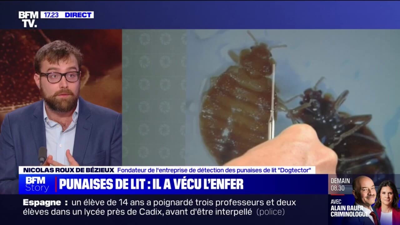 Punaises de lit: "Le nombre d'infestations double tous les cinq ans", explique Nicolas Roux de ...