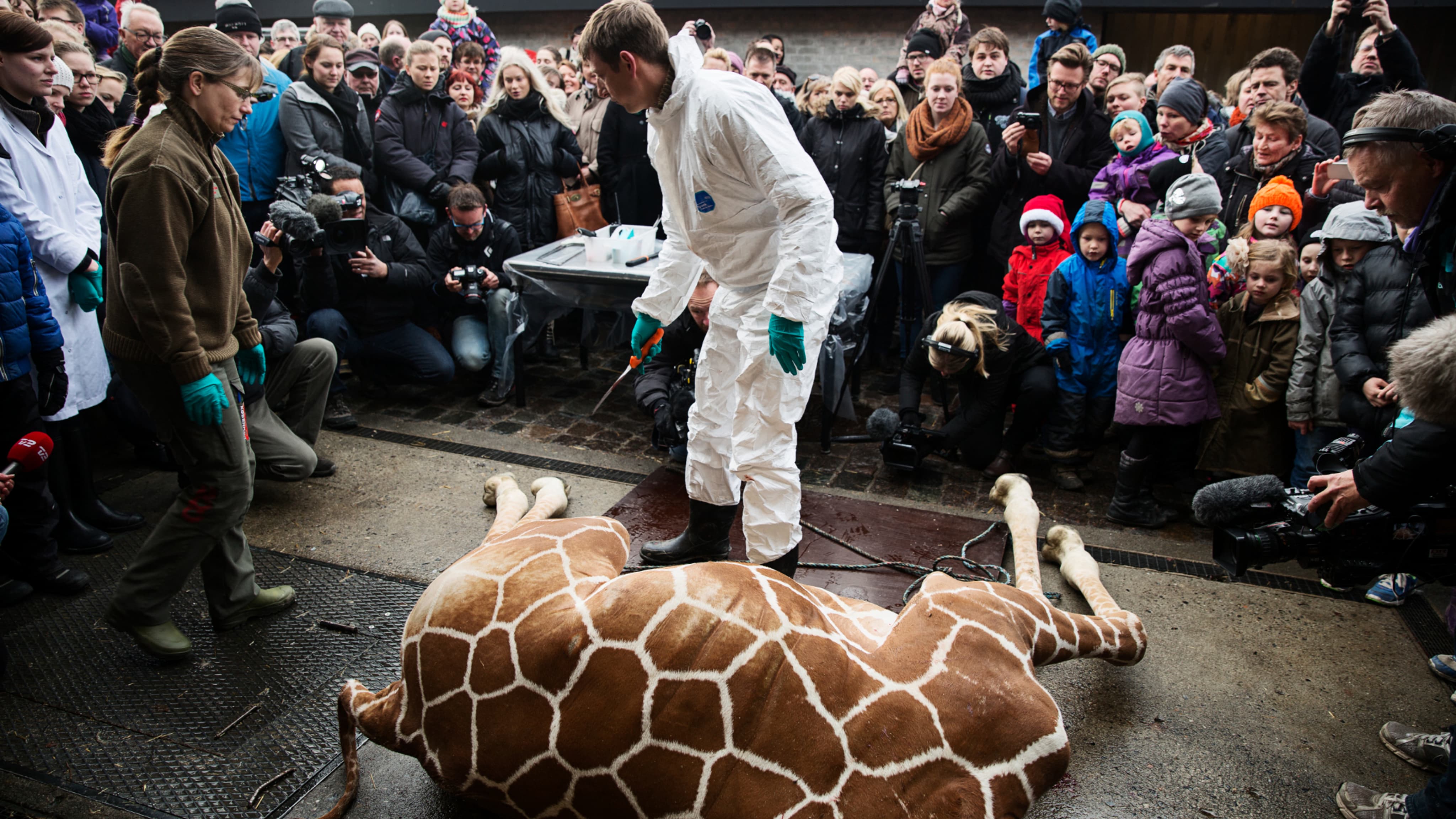 "Des animaux que l'on collectionne puis que l'on tue": pourquoi des ...