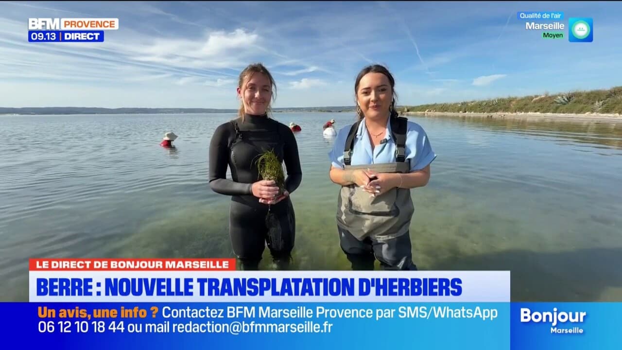Étang de Berre : nouvelle transplantation d'herbiers