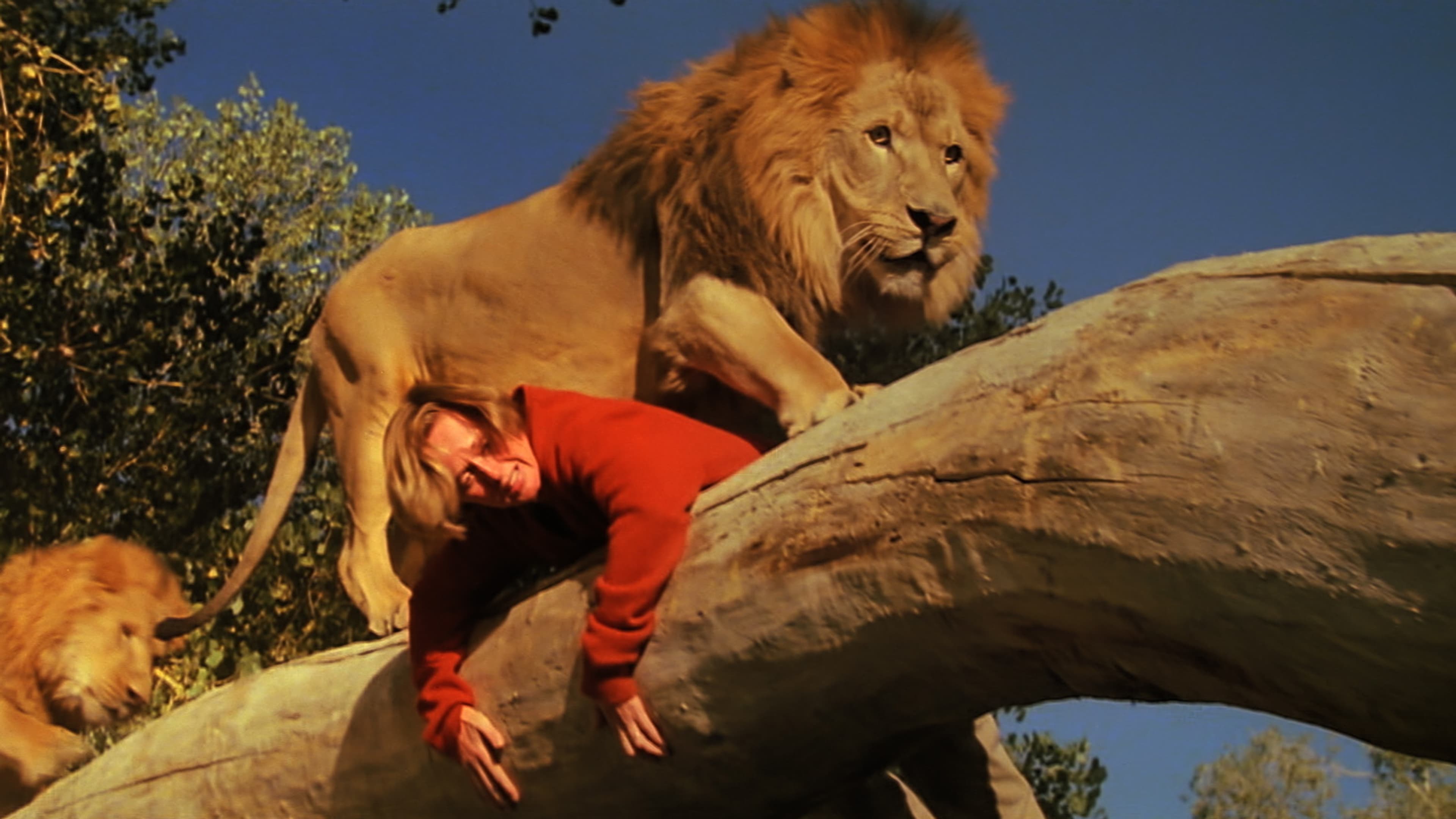Pourquoi Roar est considéré comme "le film le plus dangereux de l ...