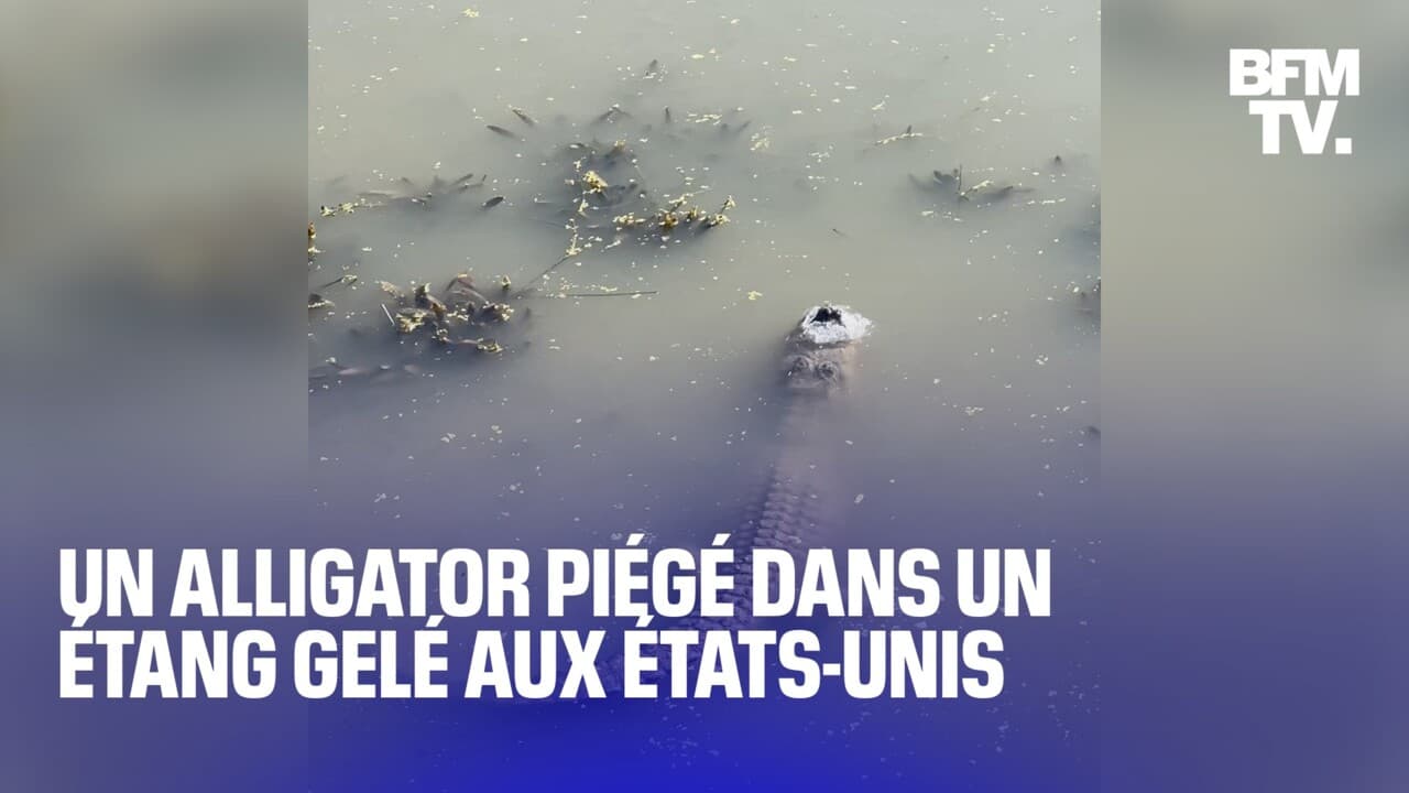 Aux États-Unis, un alligator survit dans un étang gelé