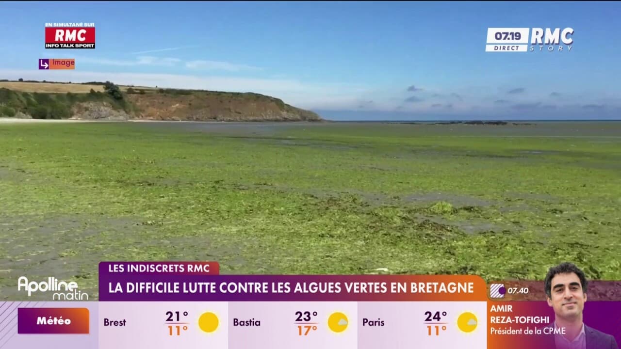 Valorisation des algues vertes: l'idée qui divise