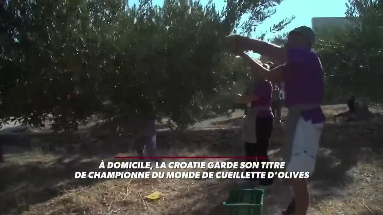Si, la Croatie est bien championne du monde... de cueillette d'olives