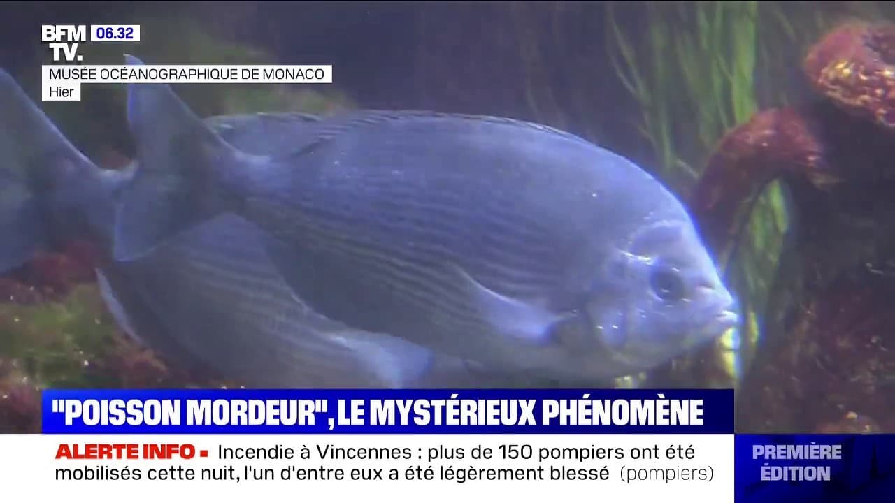 Prenez garde à vos mollets lors de la baignade, les poissons mordeurs ...