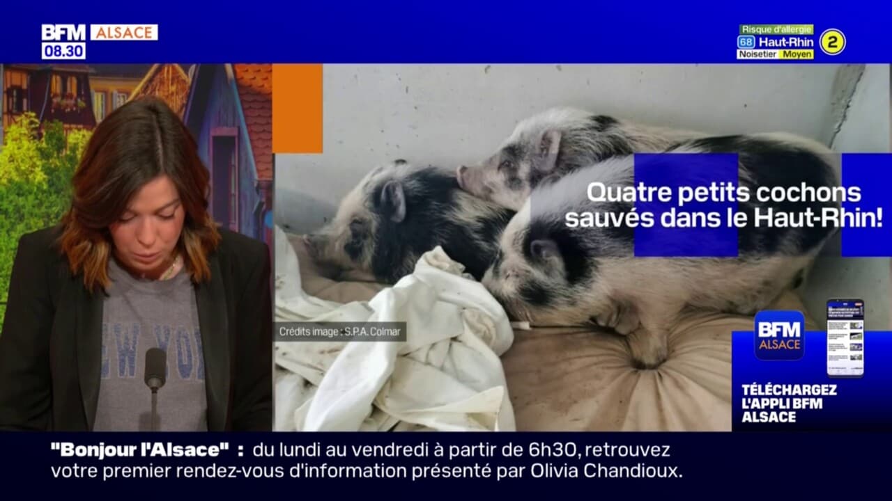 Alsace: quatre petits cochons sauvés dans le Haut-Rhin