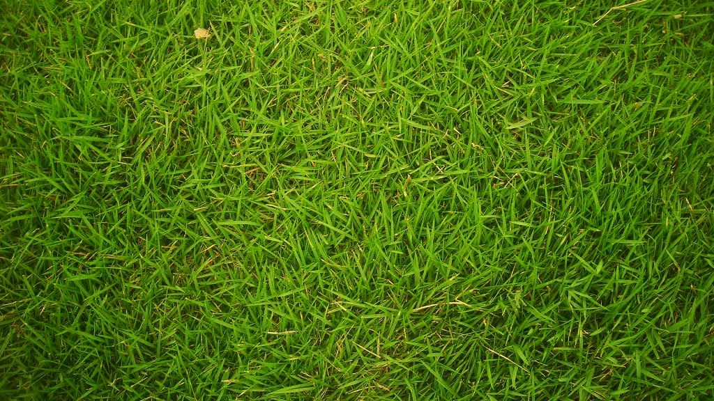 Assurer l'entretien de son gazon: conseils et astuces