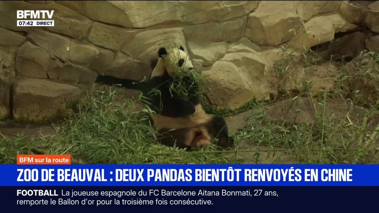 Deux pandas du zoo de Beauval bientôt renvoyés en Chine pour raisons de ...