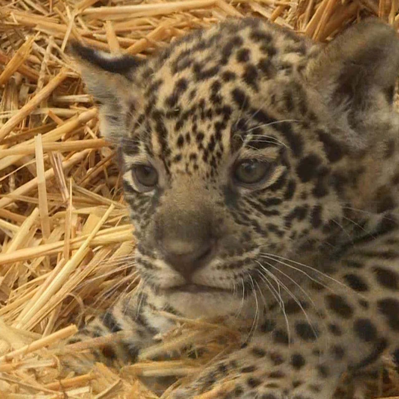 5 bébés félins font leurs premiers pas au parc zoologique de Paris