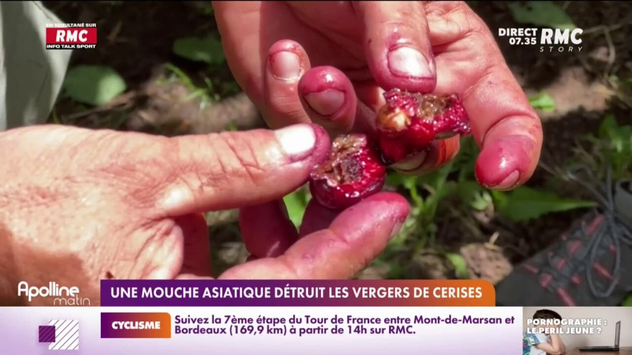 Une mouche asiatique détruit les vergers de cerises