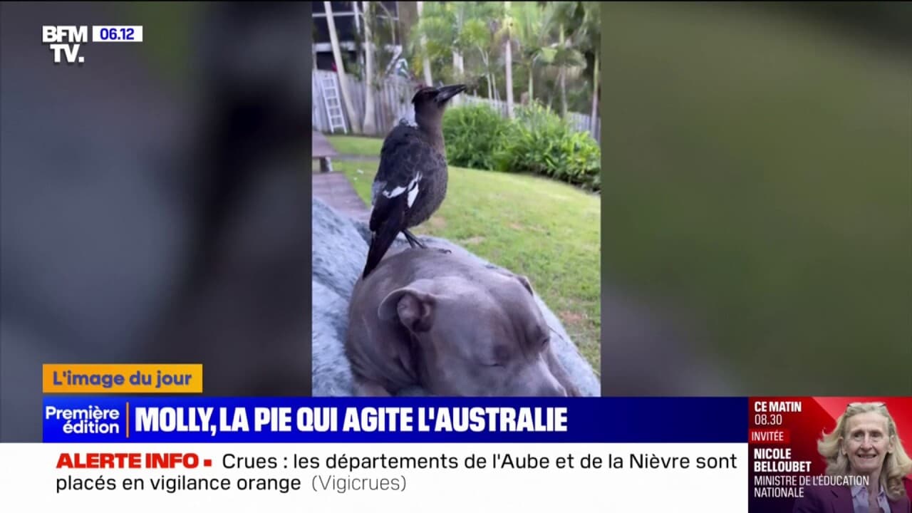 Australie: l'histoire de Molly, une pie adoptée par un couple et ...
