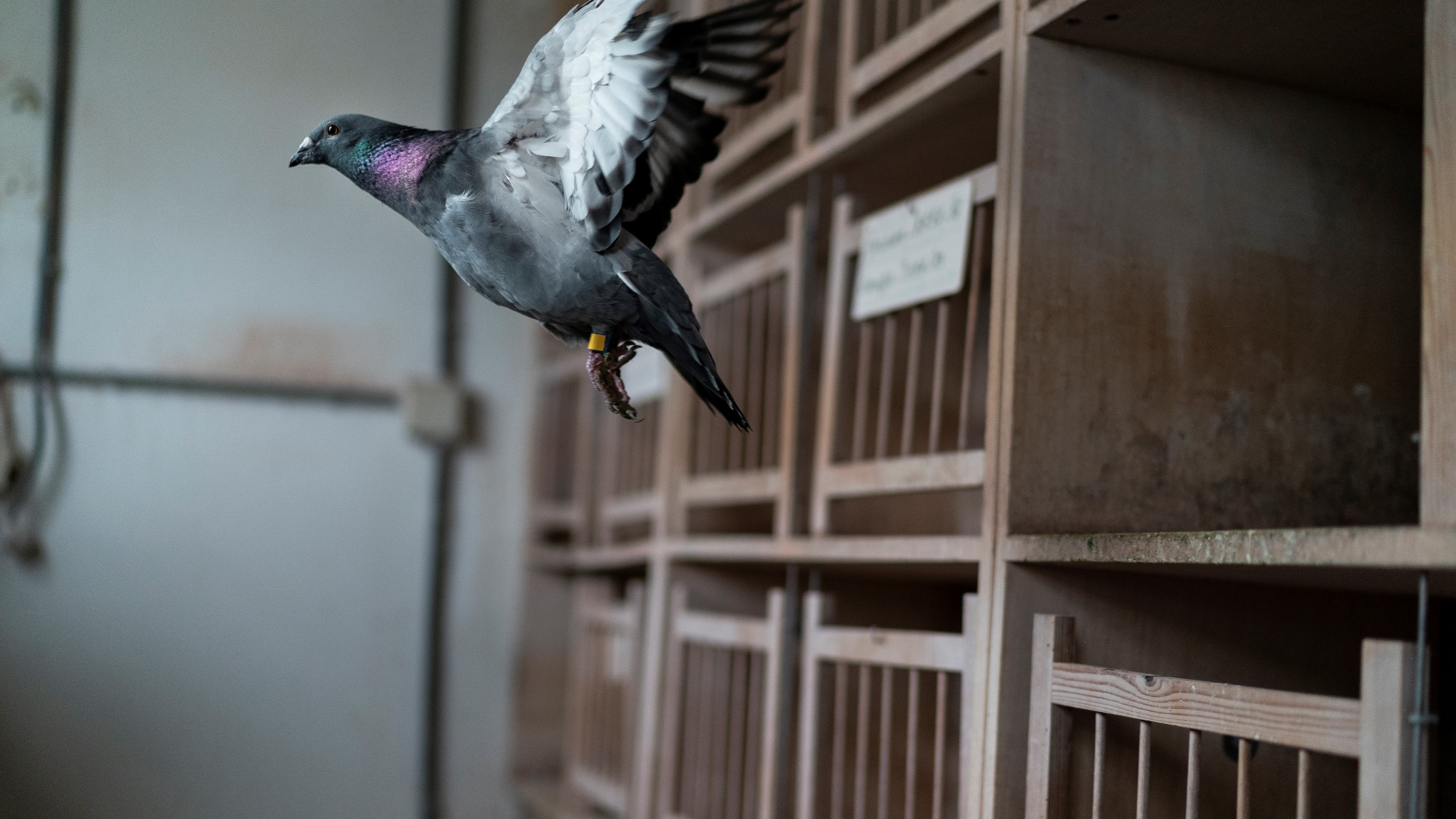 Pigeons, dauphins: la CIA déclassifie ses programmes d'animaux-espions ...