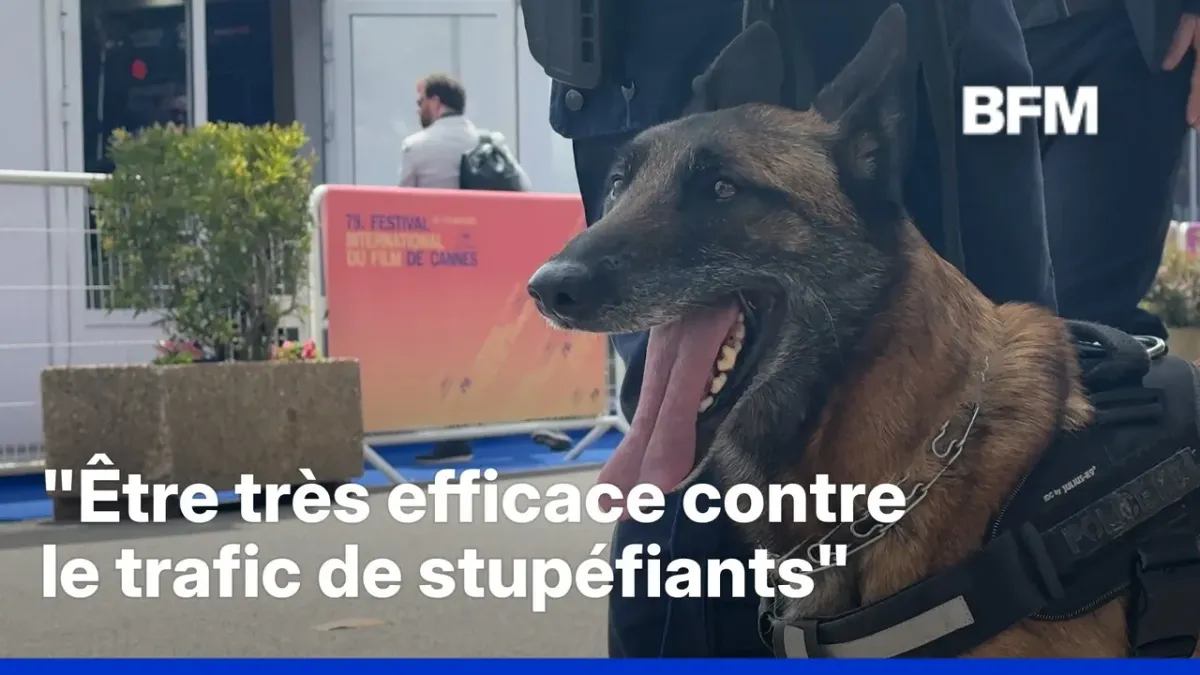 ROBIN DE BFM À CANNES - Pendant le festival, les chiens renifleurs ...