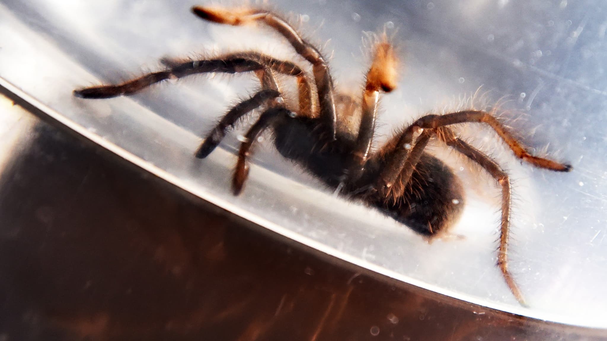 La mygale andalouse observée dans le Var, une première dans la région