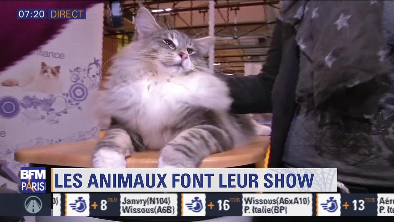 Sortir à Paris : le "Paris Animal Show" les 13 et 14 janvier à Paris ...