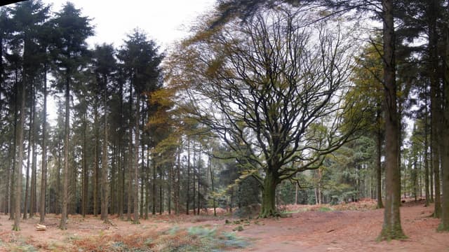 Brocéliande: le mythique hêtre de Ponthus, vieux de 300 ans, n'a pas ...
