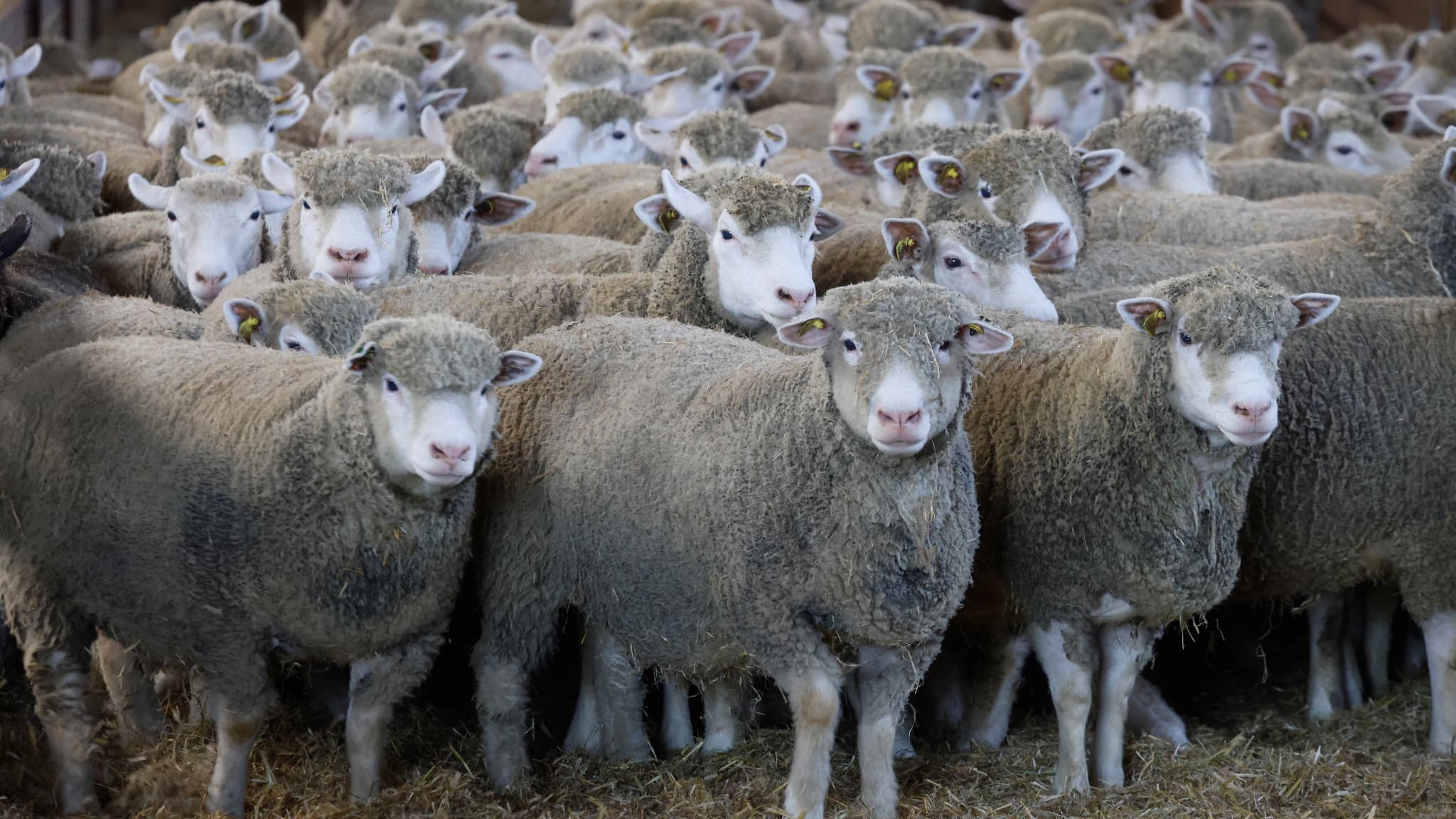 Leroy Merlin lance un service de tonte de pelouse par... des moutons